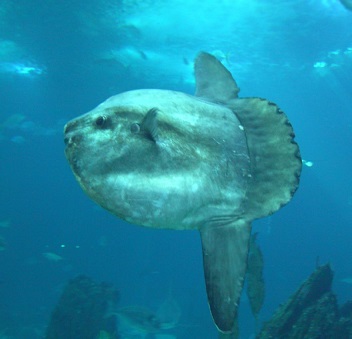 Ay balığı görenleri şaşırttı