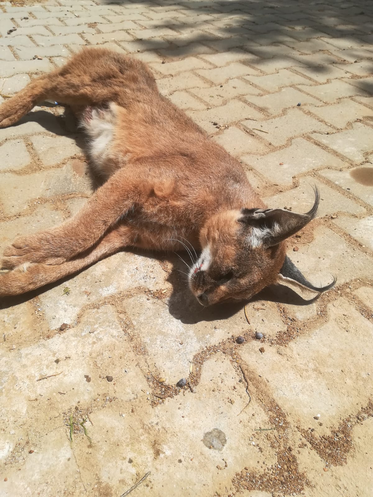 nesli tehdit altındaki "karakulak" ölü bulundu